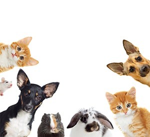 Buy Live Animals and Plants In Kenya- The Royal Pets Store