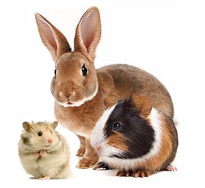 Small Animals – The Royal Pets Store